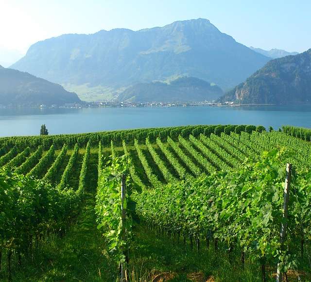 Weindegustation Weinbau Ottiger | Continental Park - Hotel Luzern