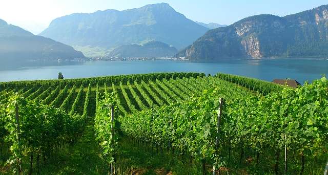 Weindegustation Weinbau Ottiger | Continental Park - Hotel Luzern
